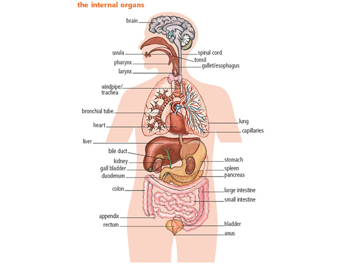 Rectum Noun Definition Pictures Pronunciation And Usage Notes Rectum Noun Definition Pictures Pronunciation And Usage Notes