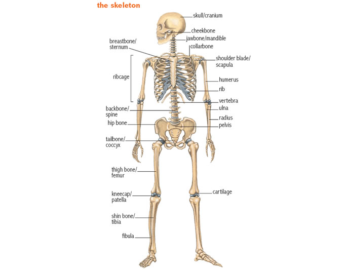 Skeleton Noun Definition Pictures Pronunciation And Usage Notes